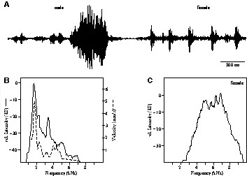 van Staaden Lab | Sensory biology and behavior
